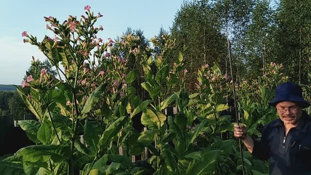 Табак на Среднем Урале 25 августа.