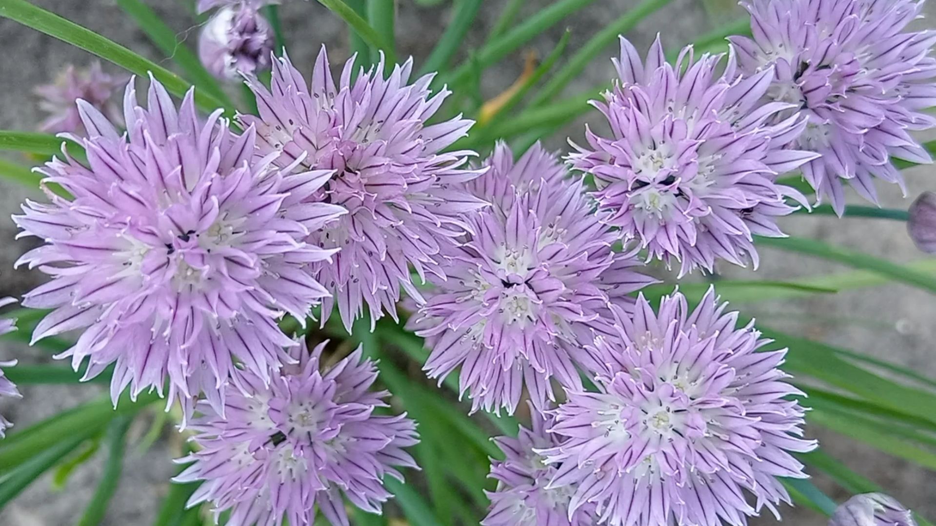 Лук Скорода