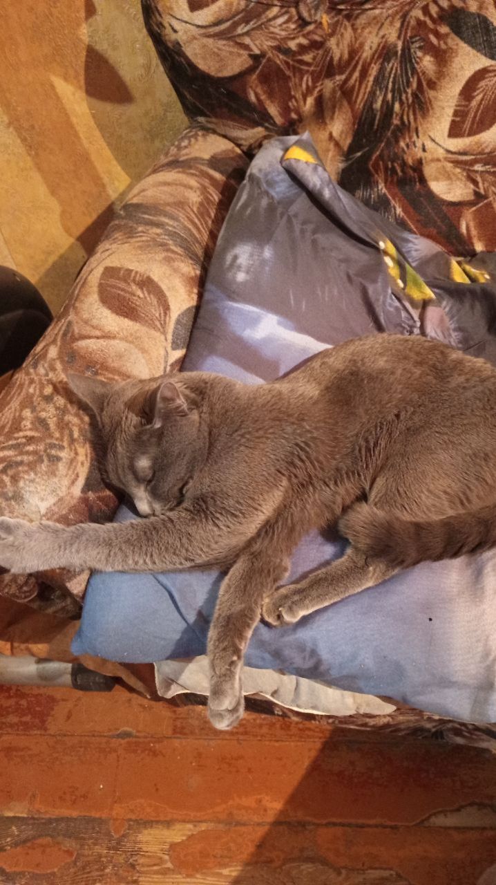 Кот Атос любит хорошо поспать! #shorts #котатос #животные #коты #атос