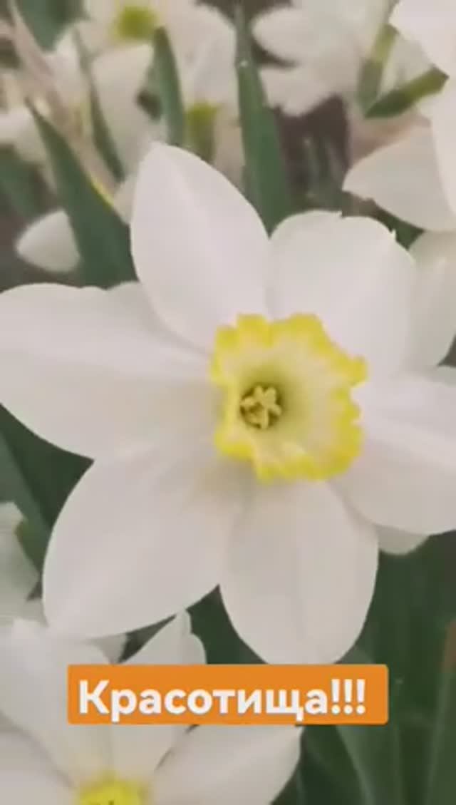 КРАСИВАЯ ВЕСНА- И нарциссы и мускари.