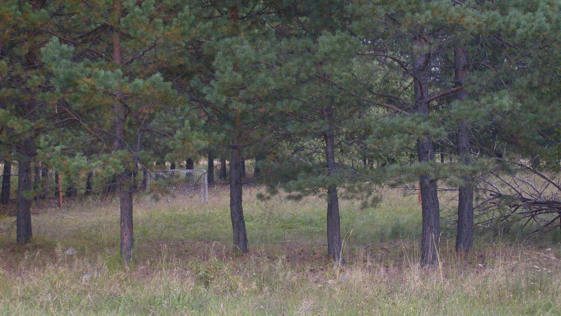 ПЕСНЯ НА ВЕКА