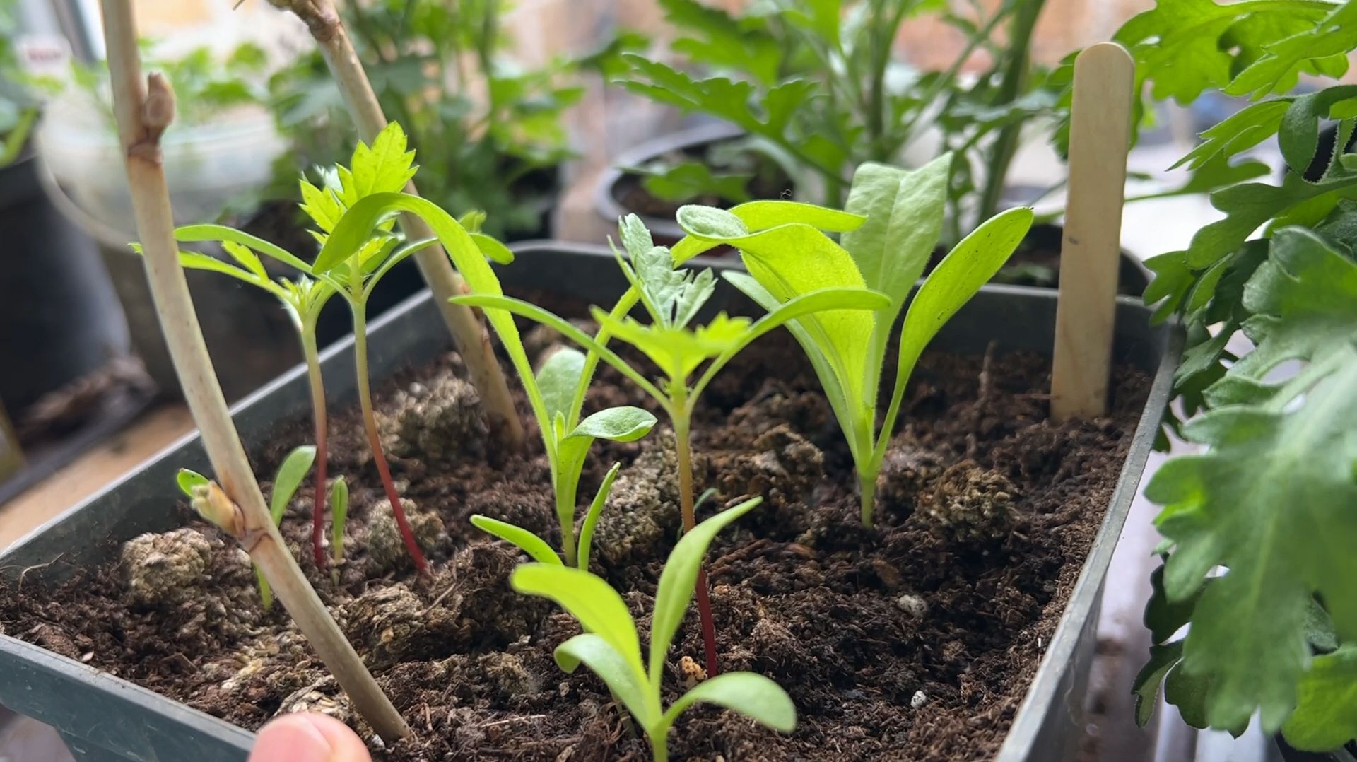 Как мы черенкуем наши растения в Крыму