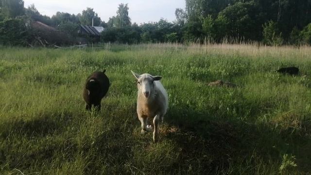 25 год. Хулиганье)