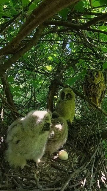 Утренняя гимнастика