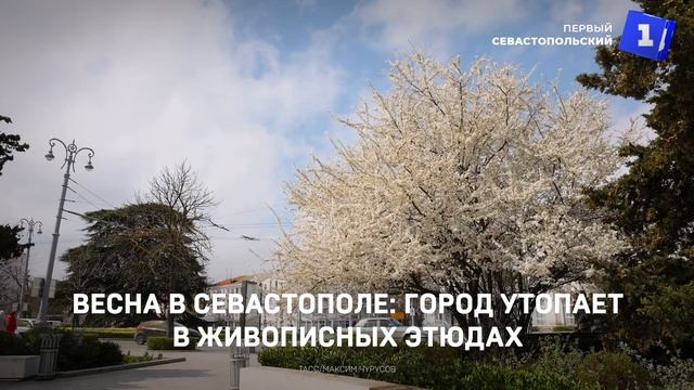 Весна в Севастополе: город утопает в живописных этюдах