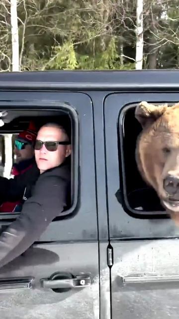 Русские медведи