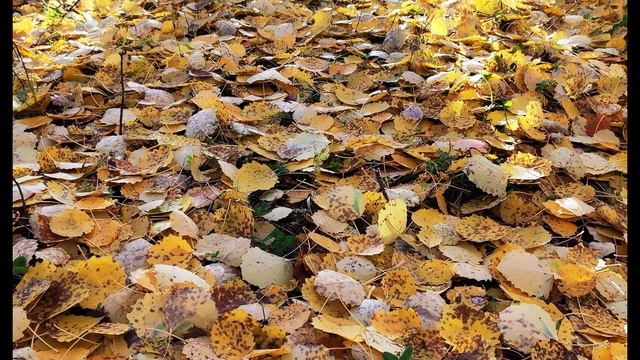 Ф.Тютчев. Когда в кругу убийственных забот...