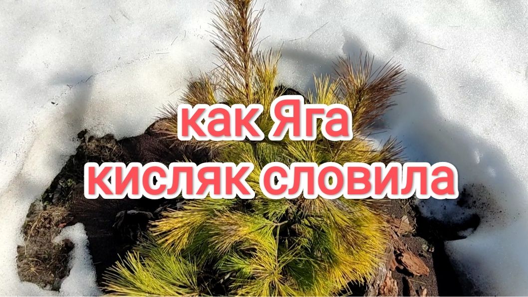 Как Яга кисляк словила