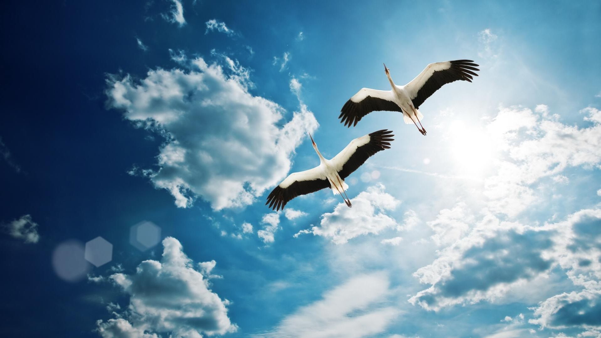 The Hardkiss — журавли