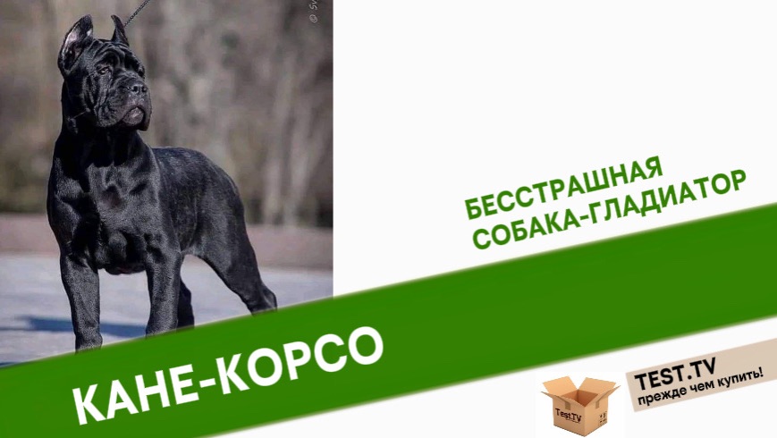 TEST.TV: Кане-корсо собака гладиатор.