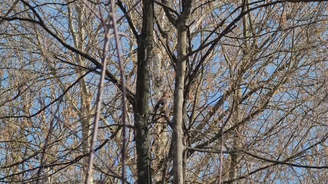 Измайловский парк. Ручей. Пруды. Уточки. Сойка. Зяблик. Белочка. Птицы. Весенняя Москва. Март 2026