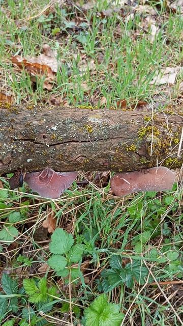 ГРИБ ИУДИНО УХО. АУРИКУЛЯРИЯ УХОВИДНАЯ #гриб