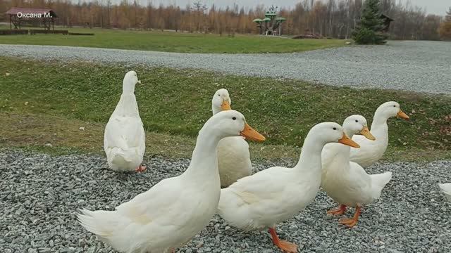 Утки, гуси на сахалинской экоферме.mp4