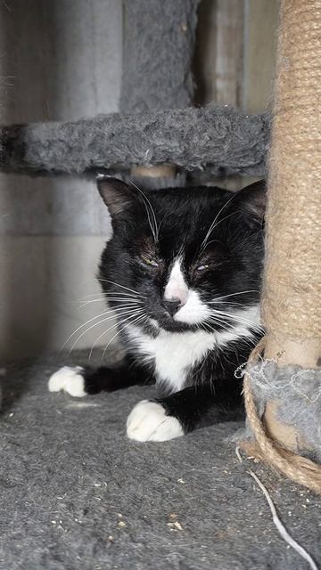 Мяу‑миссия: срочно нужны хозяева!