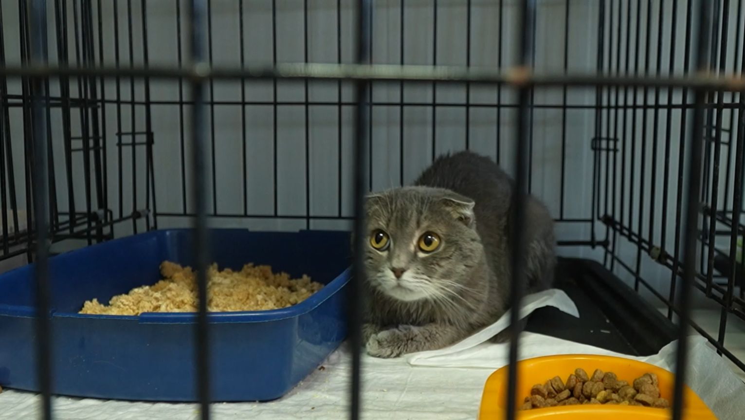 Новые питомцы в приюте