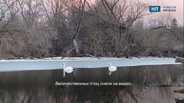В Липецкой области прилетевшие с зимовки лебеди попали на видео