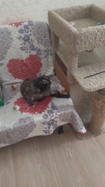 Наша красавица любит ловить и отбивать мышей