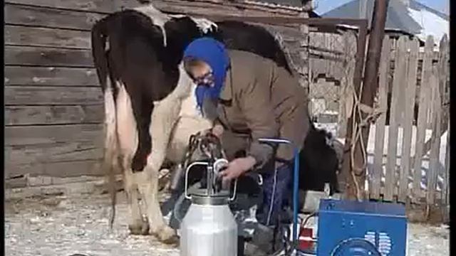 Видео работы вакуумной доильной установки для коров, коз, кобылиц, верблюдиц