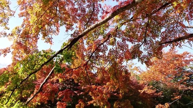 ТИХАЯ МУЗЫКА ДЛЯ ДУШИ