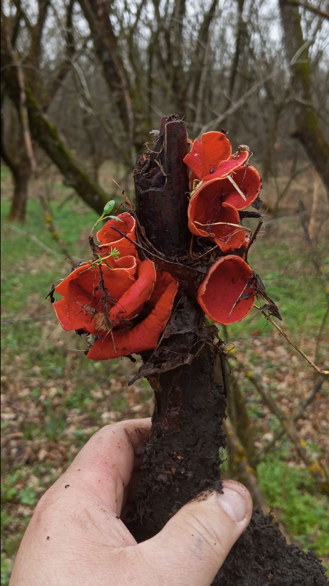 ГРИБ САРКОСЦИФА АЛАЯ  ИЛИ ЭЛЬФОВА ЧАША. СЪЕДОБНЫЙ ГРИБ #гриб