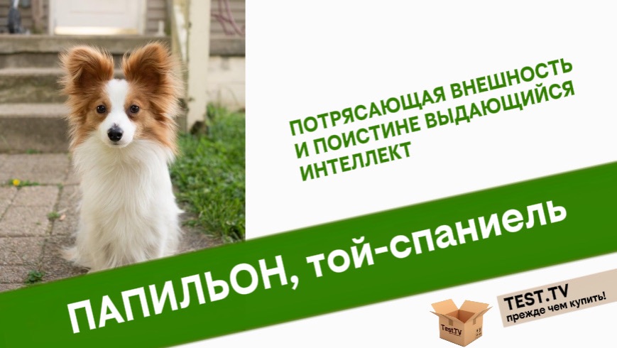 TEST.TV: Папильон-собака бабочка.