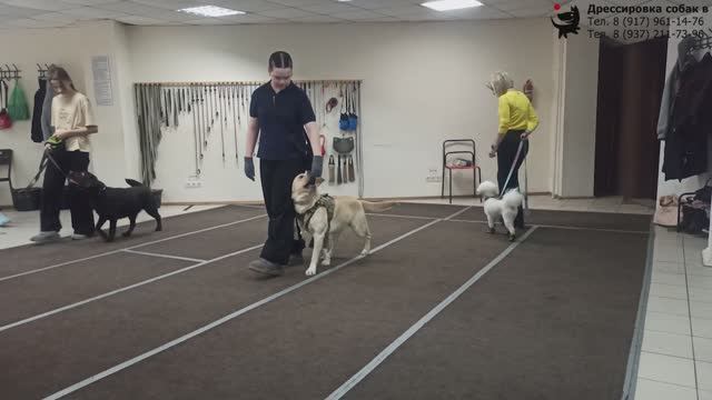 Занятие в группе по дрессировке: команды Рядом, Сидеть, Жди. Тольятти, 15 марта 2026.