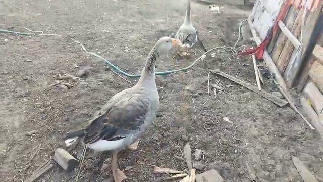 2025. Дружная семейка.