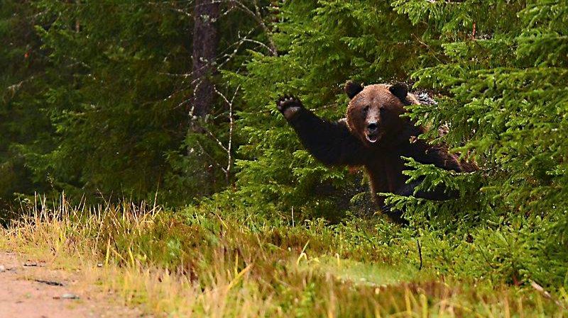 ДЕРЖИТЕСЬ ПОДАЛЬШЕ ОТ ТАЙГИ Сборник Таёжных Истор