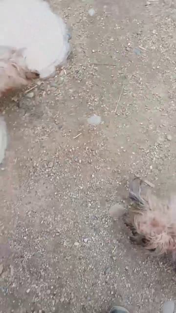 Русская цветная болонка Граалис Романов 22 марта