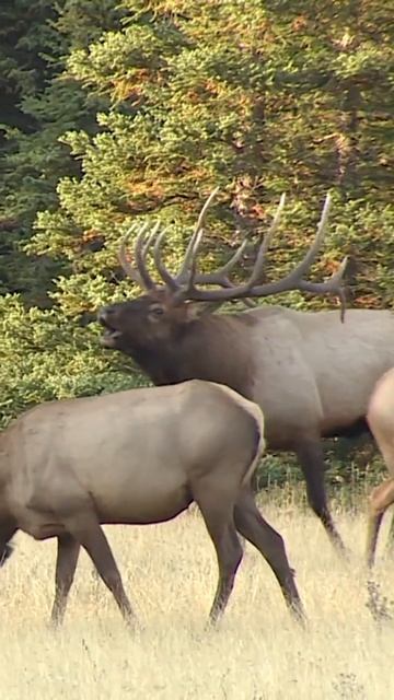 КРИК ВЛЮБЛЕННОГО ОЛЕНЯ...