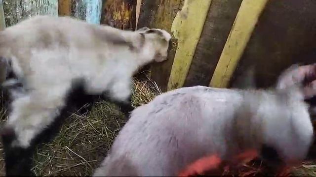 25 год. Это было пополнение 9 марта.