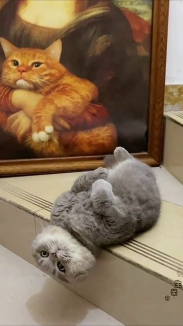 Смешные коты #117-1