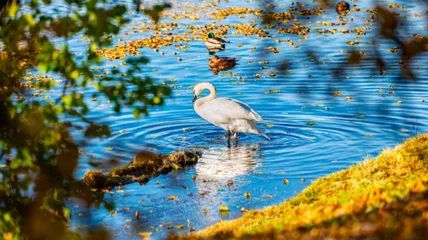 1 Гатчинские земли при Петре I или Гатчина до Гатчины [get.gt]