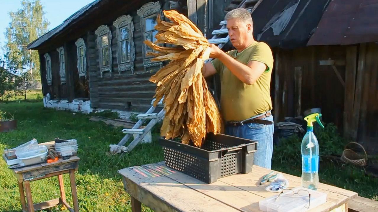 ОБРАБОТКА УРОЖАЯ ТАБАКА - 2018, ХРАНЕНИЕ В ПЛАГАХ ДЛЯ ТРУБКИ И СИГАР «Сады порока» 3 сезон 4-1 сер.