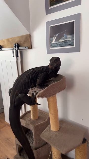 Милый котик-сфинкс