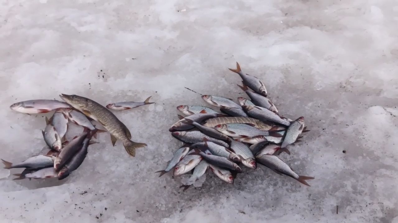 КАЙФ ПОСЛЕДНЕГО ЛЬДА!!! РЫБАЛКА 2026!!!