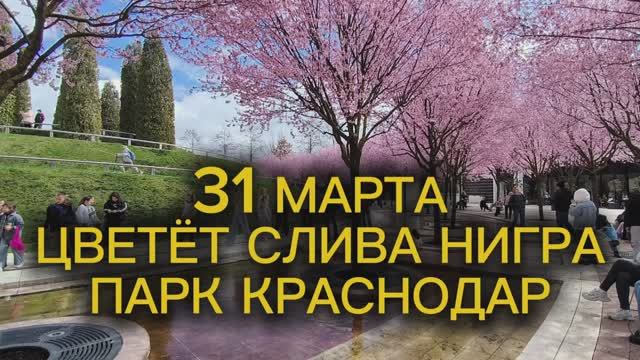 КРАСНОДАР 2026 ВЕСНА: МАГИЯ ЦВЕТЕНИЯ СЛИВЫ НИГРА В ПАРКЕ ГАЛИЦКОГО - ПИРАМИДА, ВЕСЕННИЙ САД, СЕМЬИ