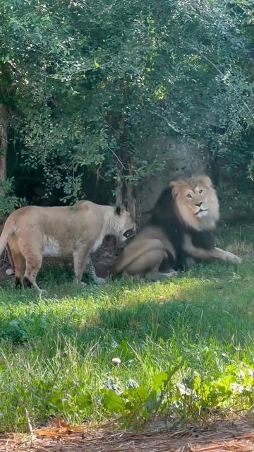 Львица укусила своего льва за жёпку и убежала. Пранканула
