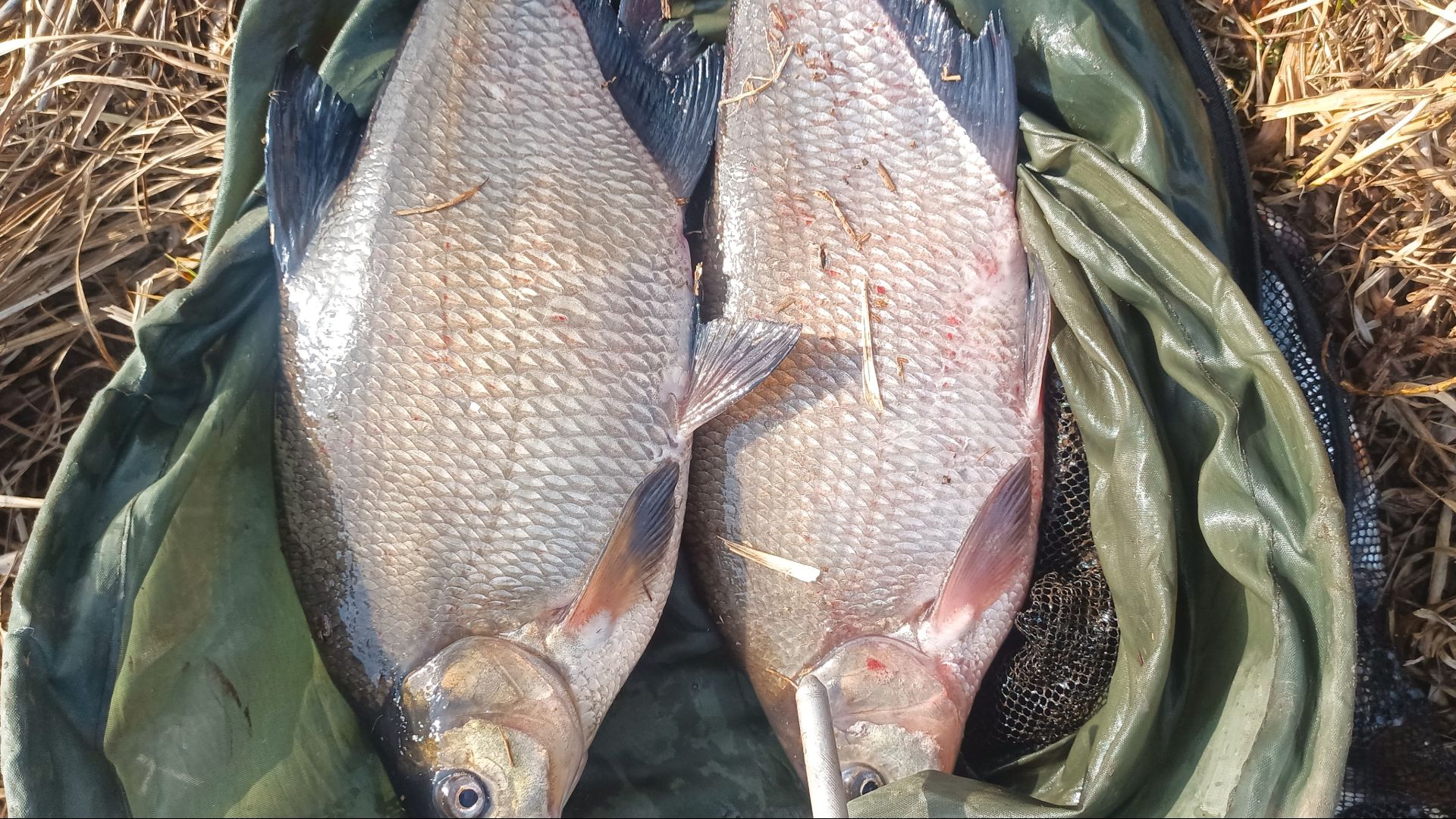 РЫБА ПРЁТ!!!! ОТКРЫТИЕ ФИДЕРНОГО СЕЗОНА 2026