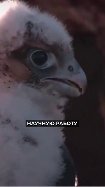 📍Как на Ямале наблюдают за краснокнижными соколами #новости #янао