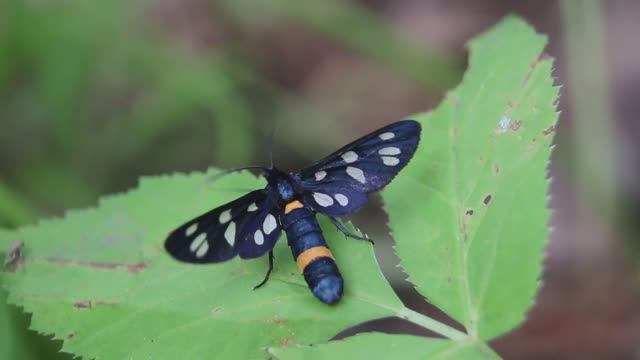 Насекомые твоего сада