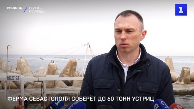 Ферма Севастополя соберёт до 60 тонн устриц