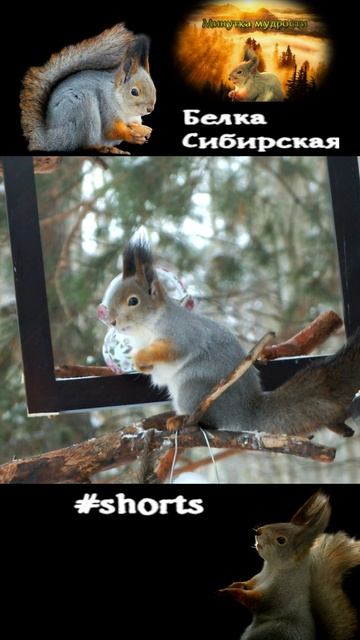 Белка ест вполоборота