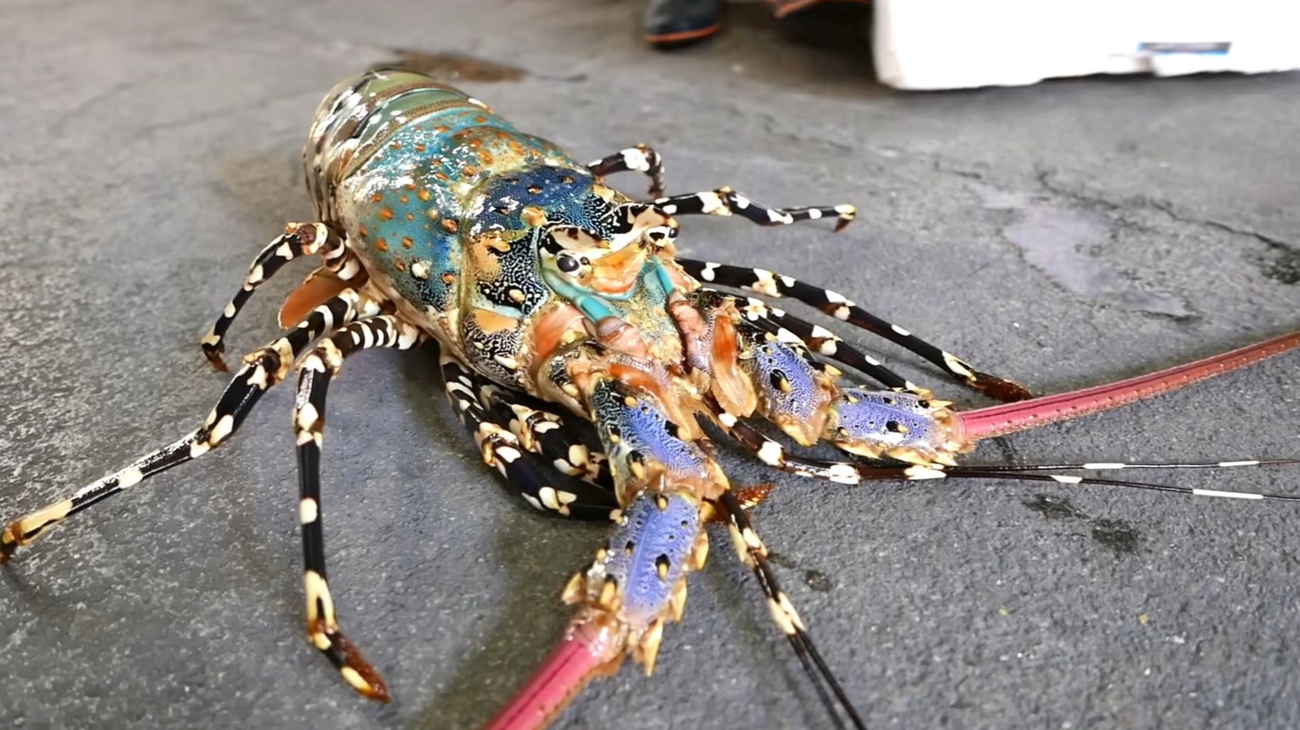 Уличная еда Токио, Лобстер