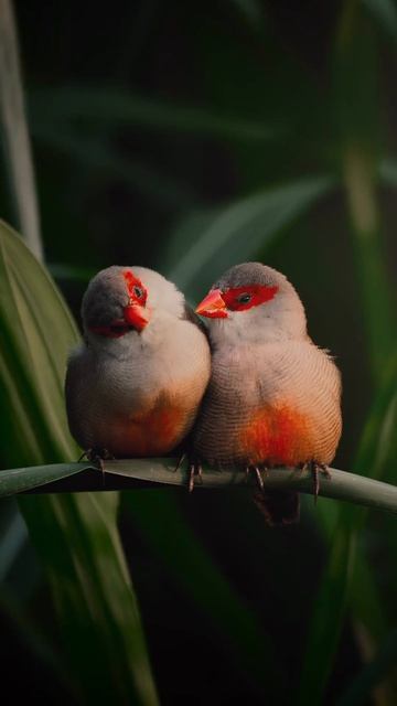 Очаровательная пара