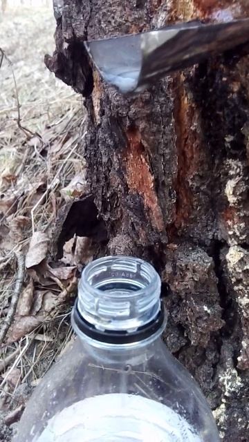 Берёзовик 20260402