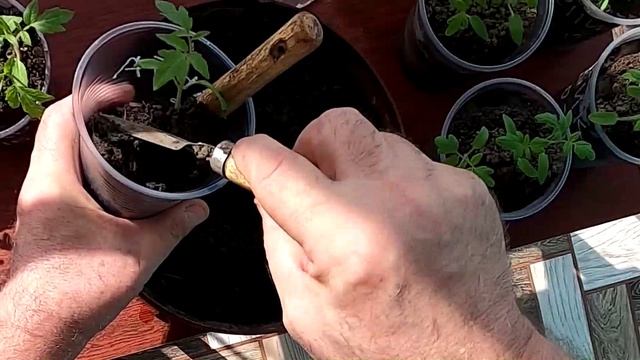 Ростки помидоров пересаживаю в отдельные стаканчики