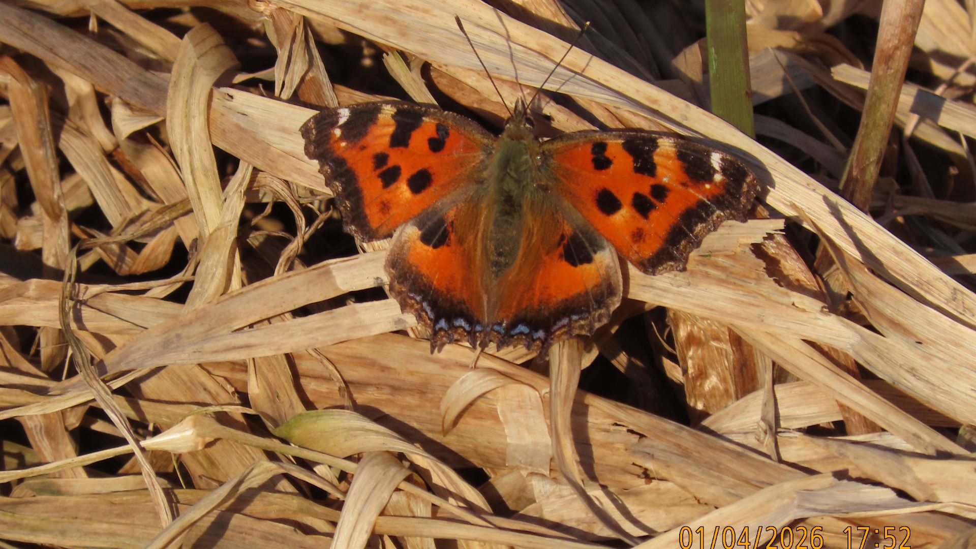 Наблюдаем за ондатрой на Ижоре / 1 апреля 2026