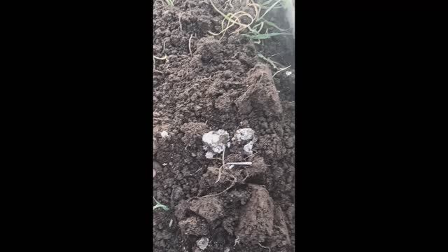 Что за зараза в теплице.