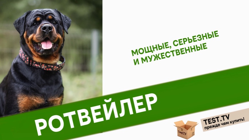TEST.TV: Ротвейлер - собака опасная невправильных руках.